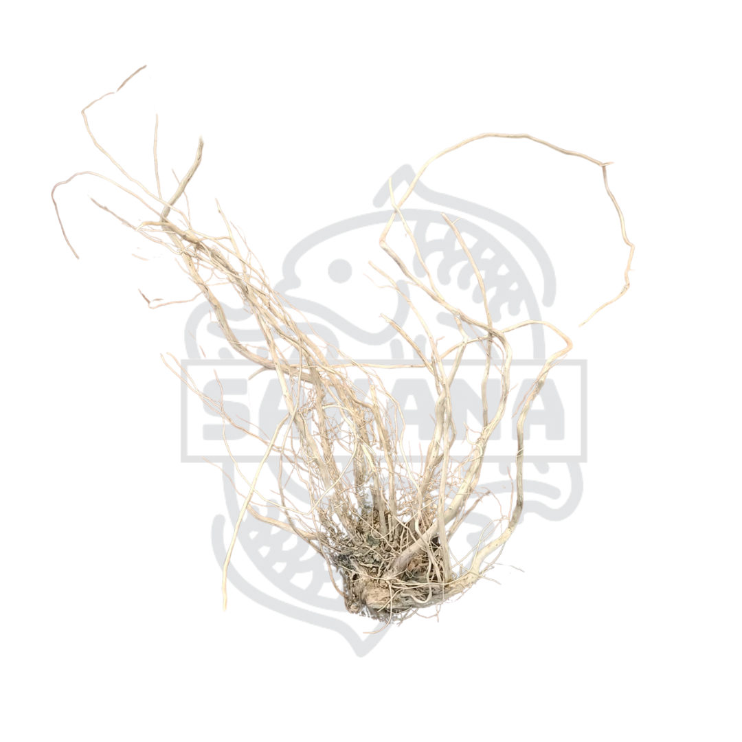 Mini Root - 1 unidad – MANGROVE PROJECT